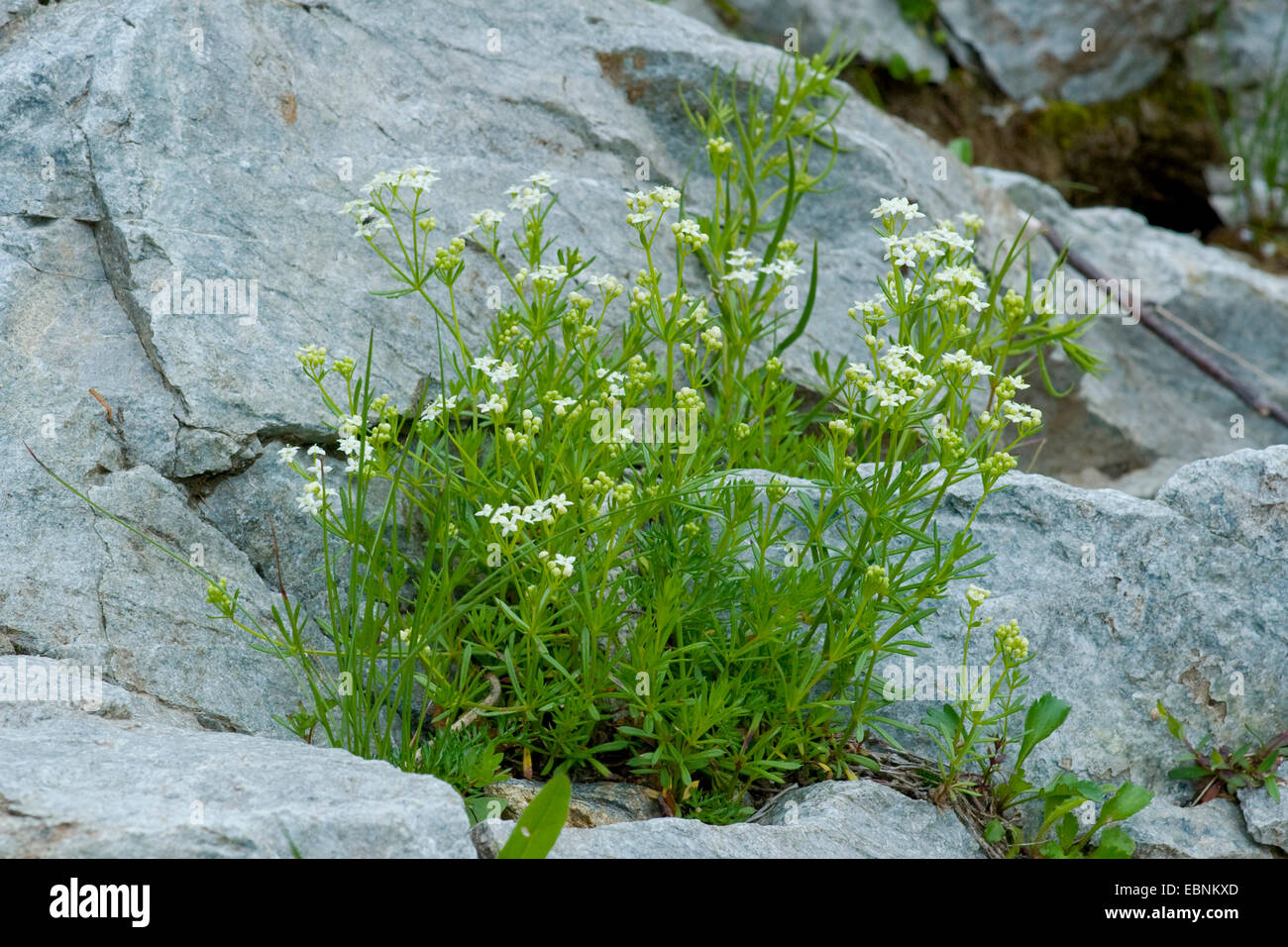Alpine bedstraw hi-res stock photography and images - Alamy