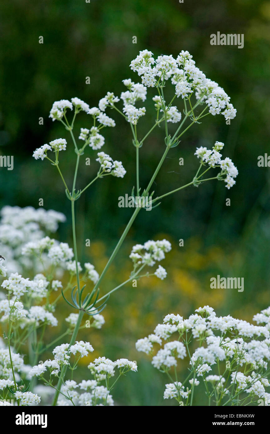 Glaucous bedstraw (Galium glaucum), blooming, Germany Stock Photo - Alamy