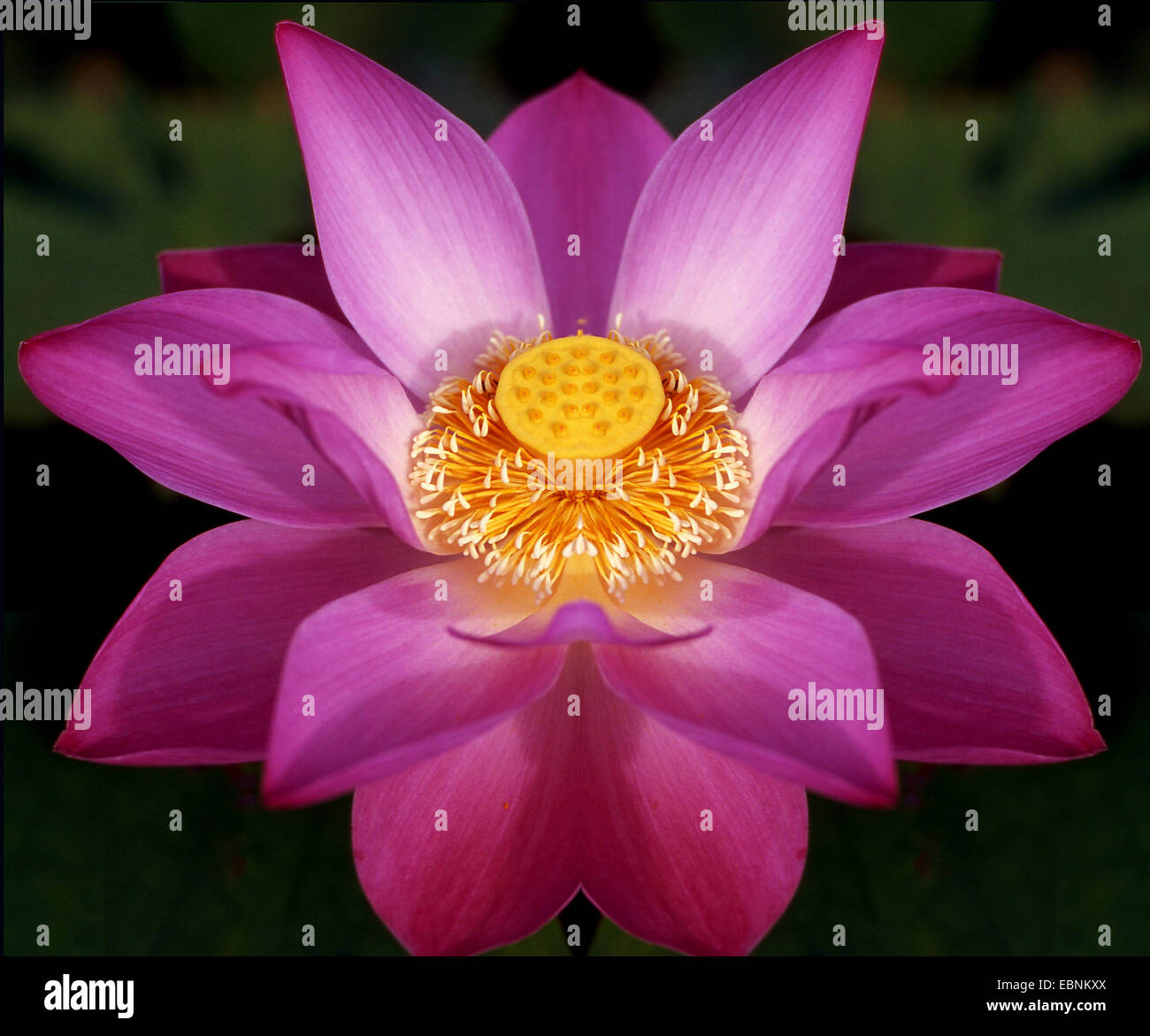 East Indian lotus (Nelumbo nucifera), blooming, Thailand Stock Photo ...