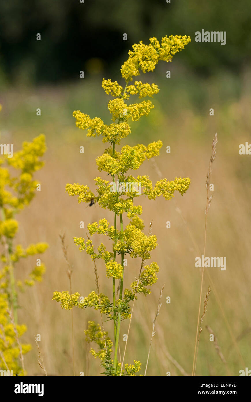 Lady's bedstraw, Yellow bedstraw, Yellow spring bedstraw (Galium verum ...