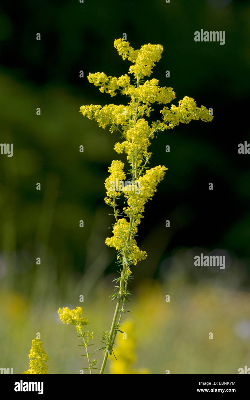 Lady's bedstraw, Yellow bedstraw, Yellow spring bedstraw (Galium verum ...