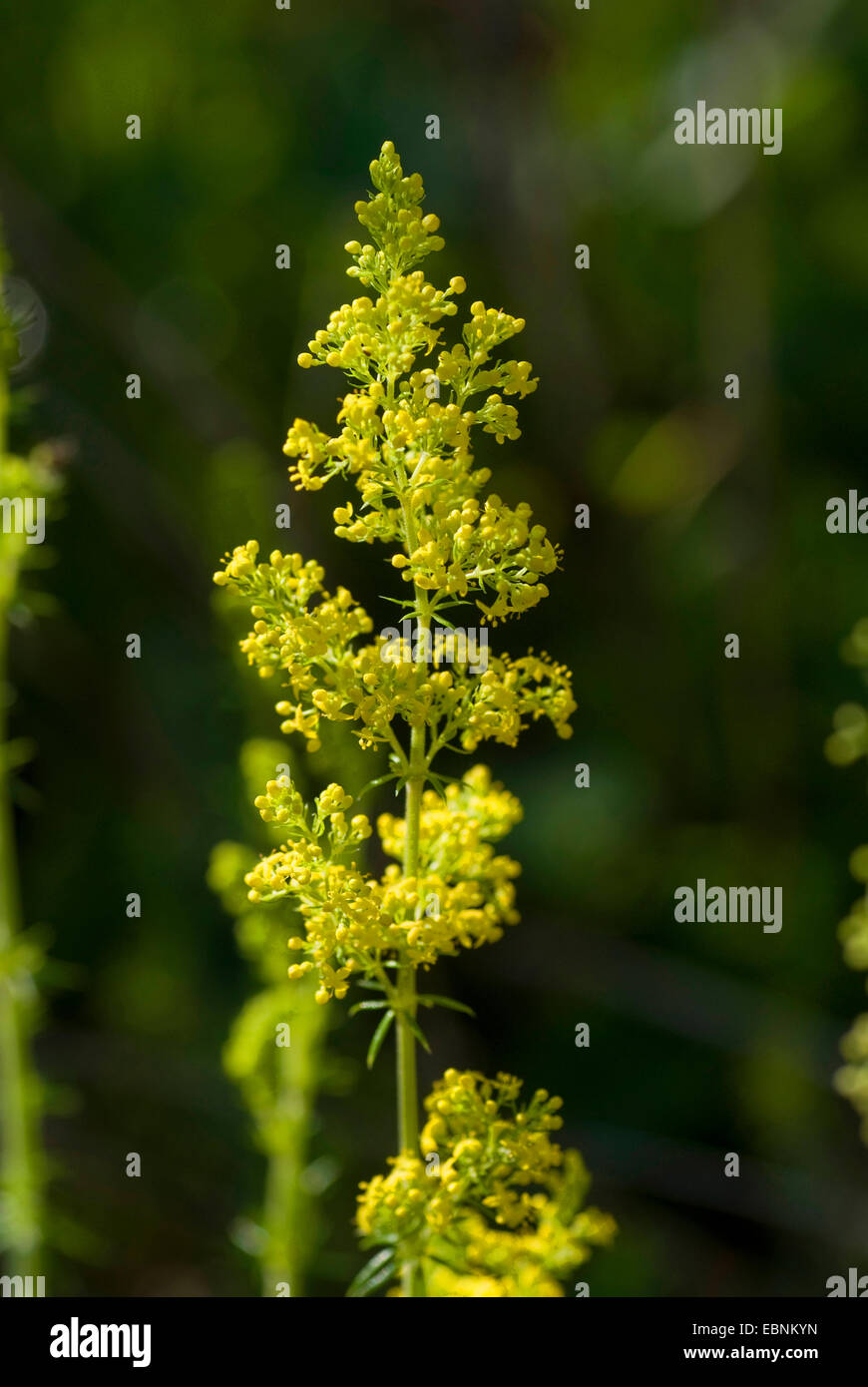 Ladys bedstraw yellow bedstraw galium hi-res stock photography and ...
