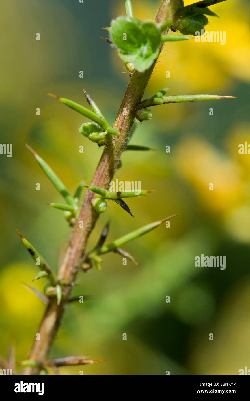 German greenweed (Genista germanica), sprout with spikes, Germany Stock ...