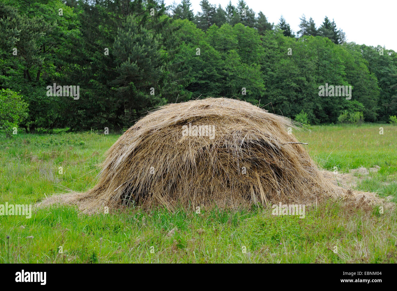 heystack in a meadow, Germany, Bavaria, Oberpfalz Stock Photo - Alamy