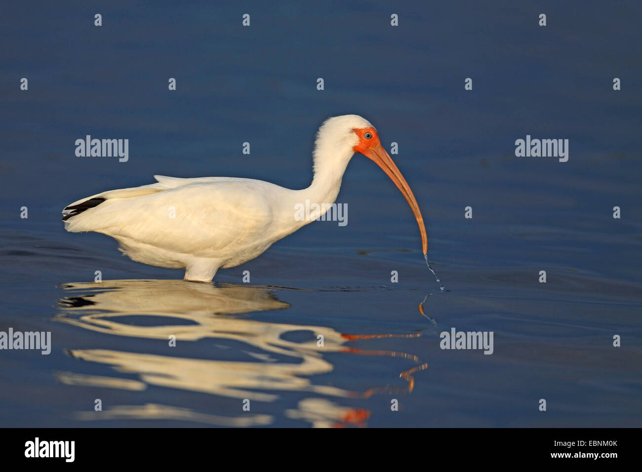 white ibis (Eudocimus albus), stands in the water and looks for food ...