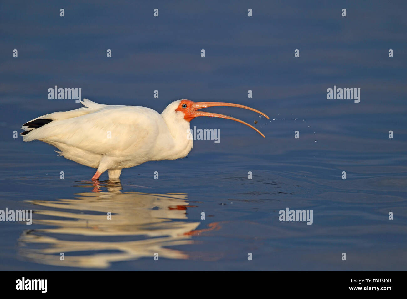 White ibis eating crab hi-res stock photography and images - Alamy