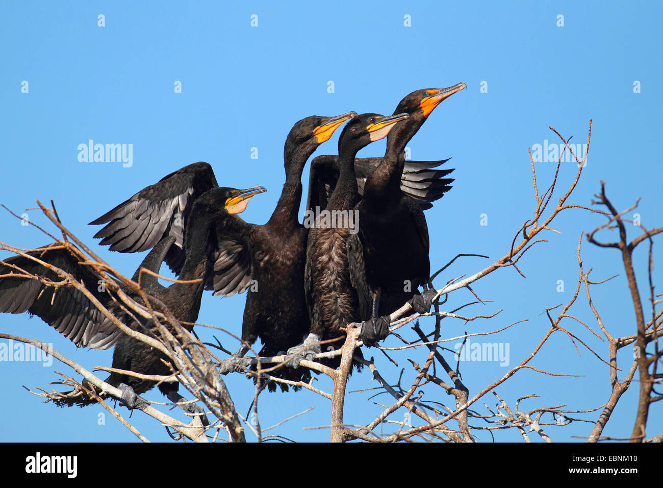 Flock of cormorants on tree hi-res stock photography and images - Alamy
