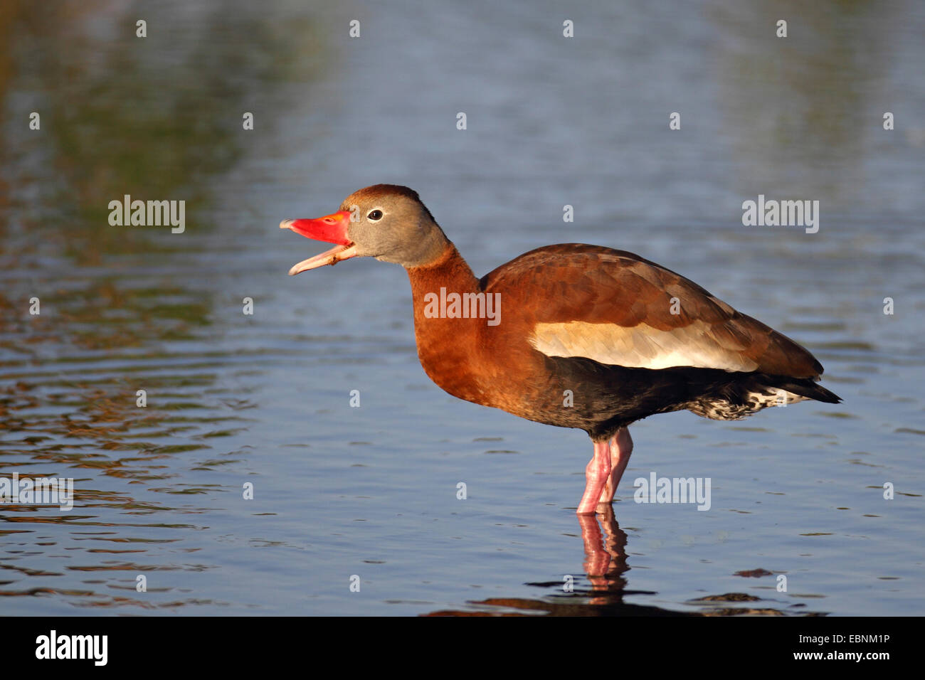 red-billed whistling duck (Dendrocygna autumnalis), stands in a pond ...