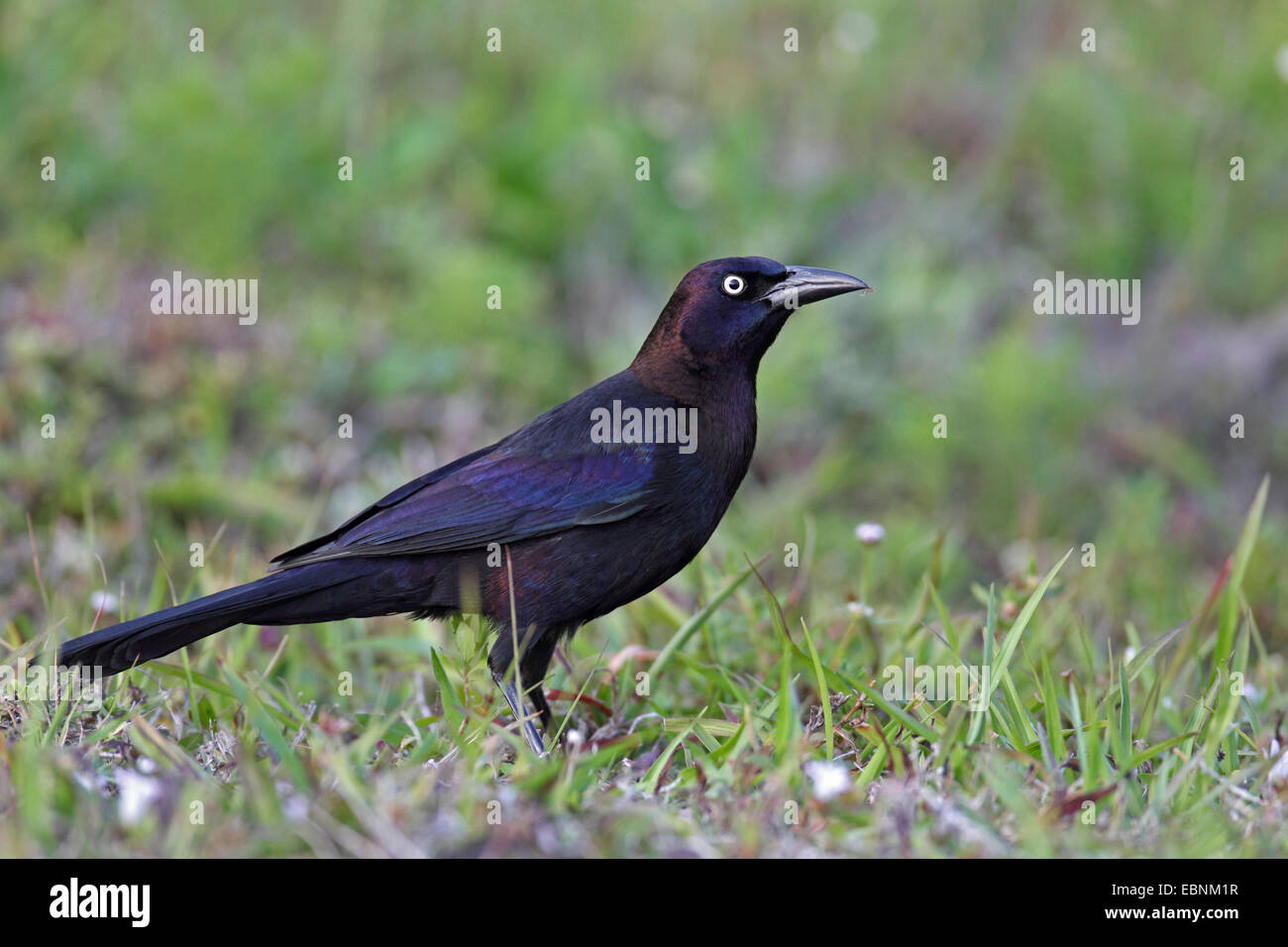 Florida common grackle hi-res stock photography and images - Alamy