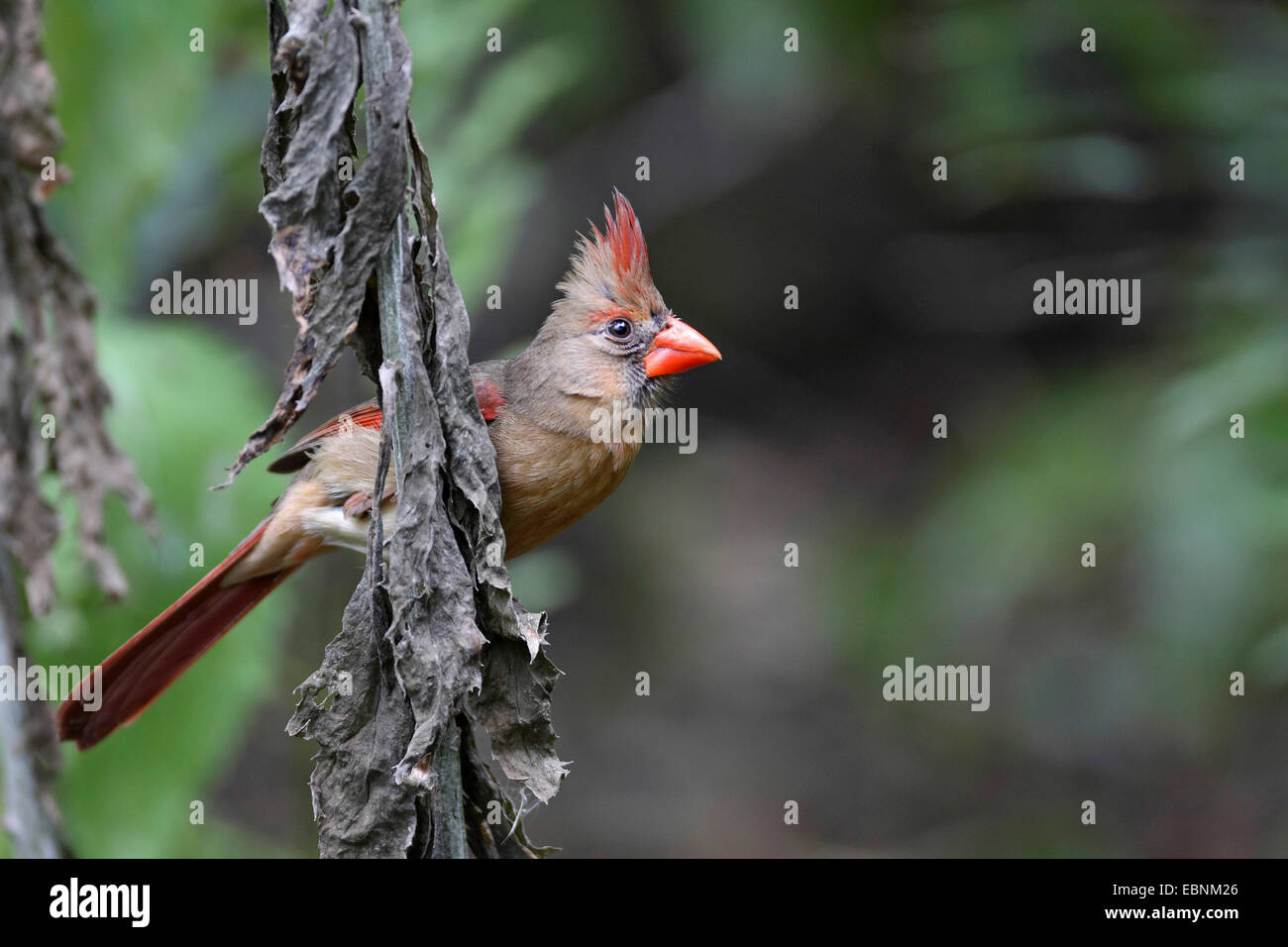 common cardinal (Cardinalis cardinalis), female sits in a bush, USA ...