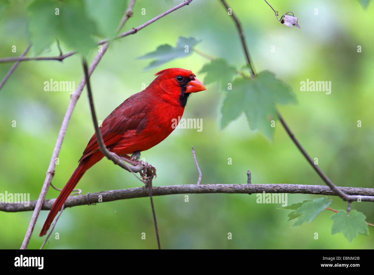 common cardinal (Cardinalis cardinalis), male sits in a bush, USA ...
