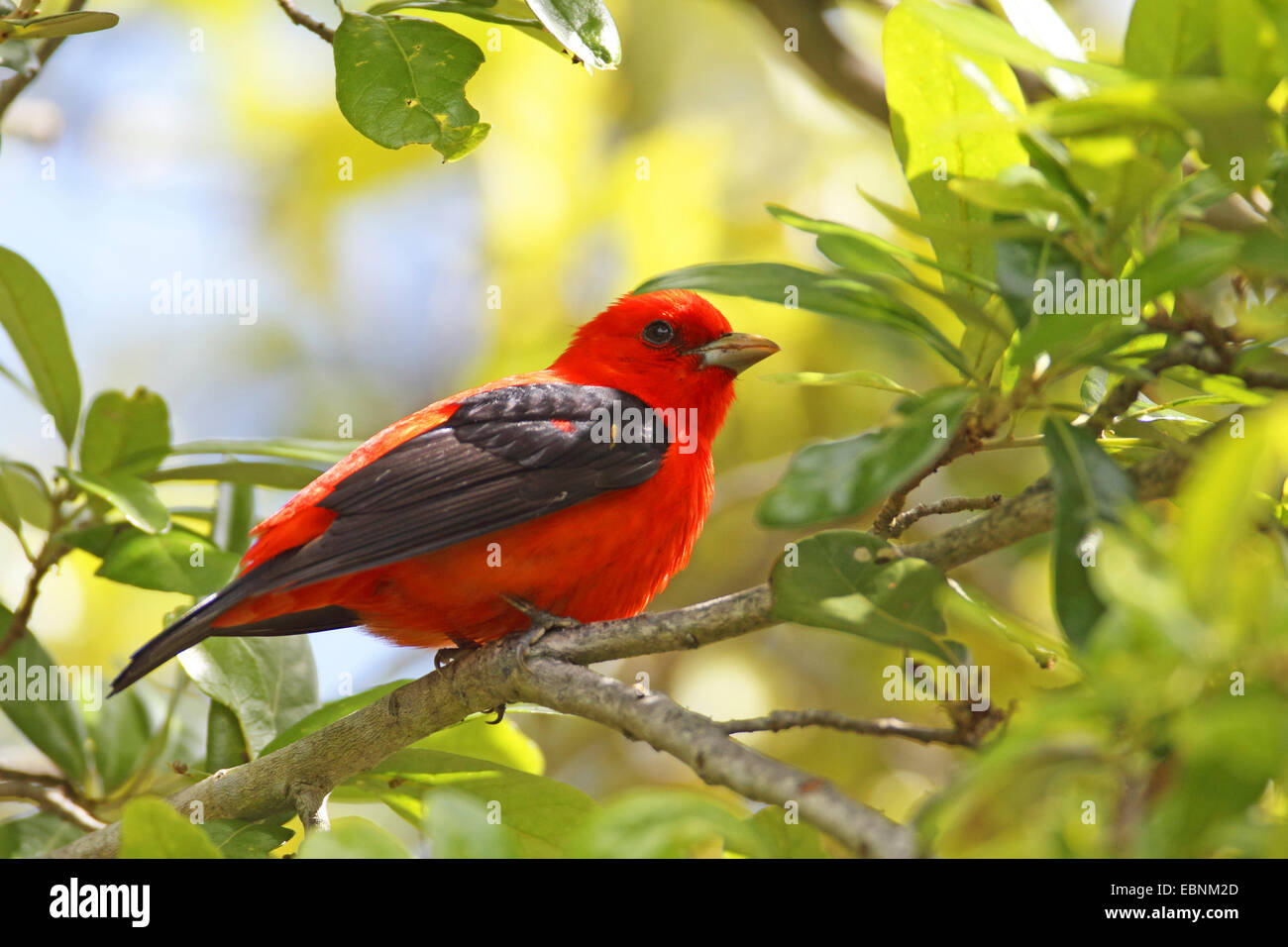 Scarlet tanager (Piranga olivacea), male sits in a tree, USA, Florida ...