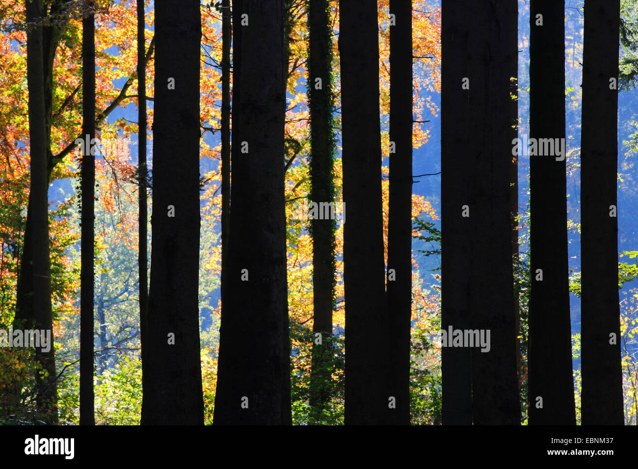 in autumn forest, Switzerland Stock Photo - Alamy