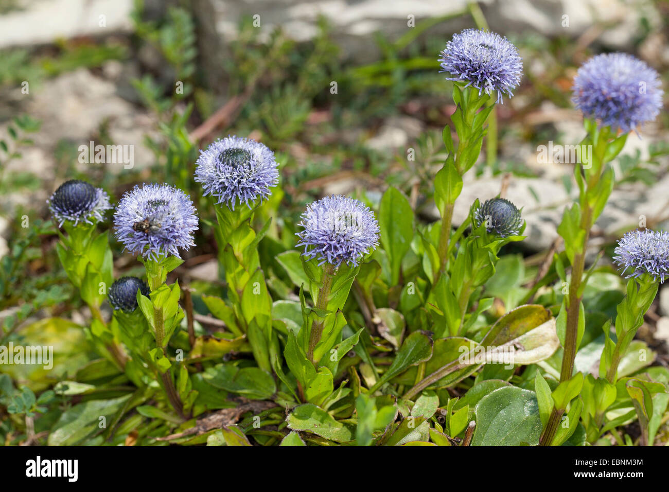 Ball flower hi-res stock photography and images - Alamy