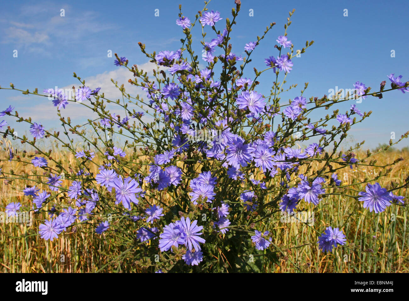 blue sailors, common chicory, wild succory (Cichorium intybus ...