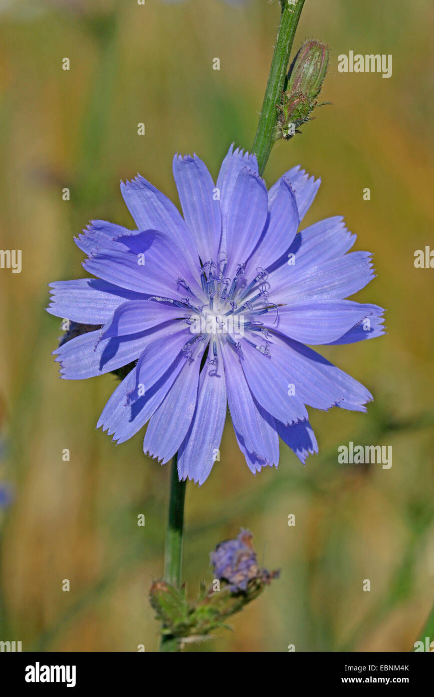 blue sailors, common chicory, wild succory (Cichorium intybus ...
