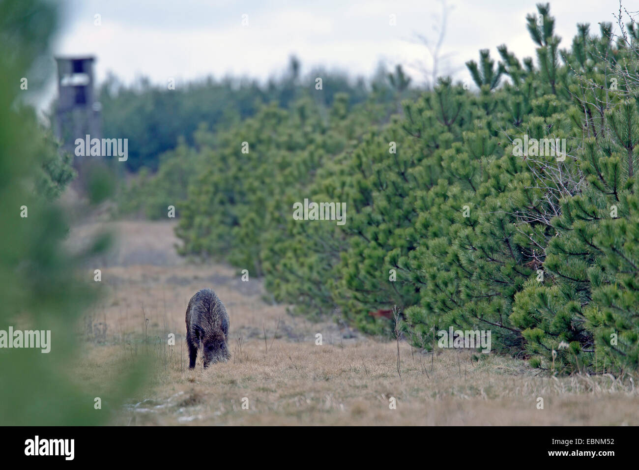 Pig hunting hi-res stock photography and images - Alamy
