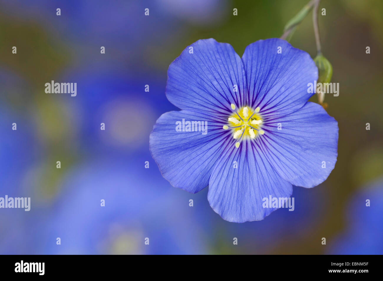 Perennial flax, Blue Flax, Wild Blue Flax (Linum perenne), flower ...