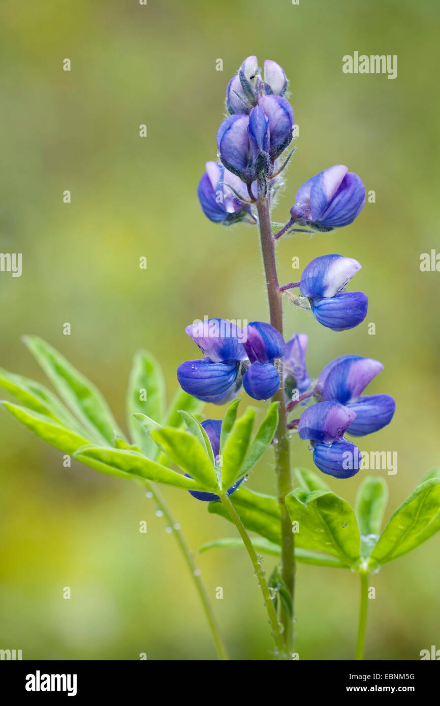 Lupin lupinus nootkatensis hi-res stock photography and images - Alamy