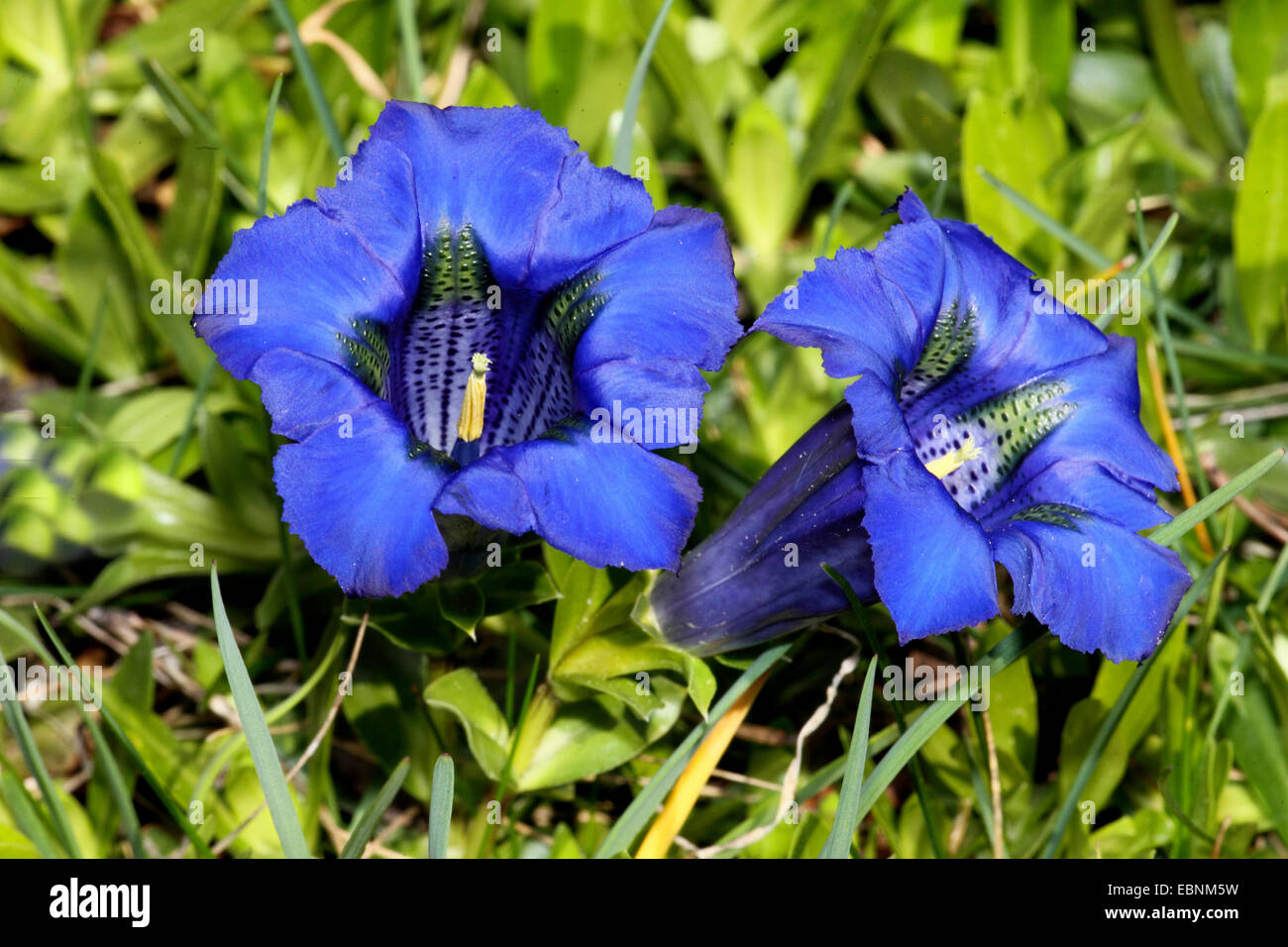 trumpet gentian (Gentiana acaulis), blooming Stock Photo - Alamy