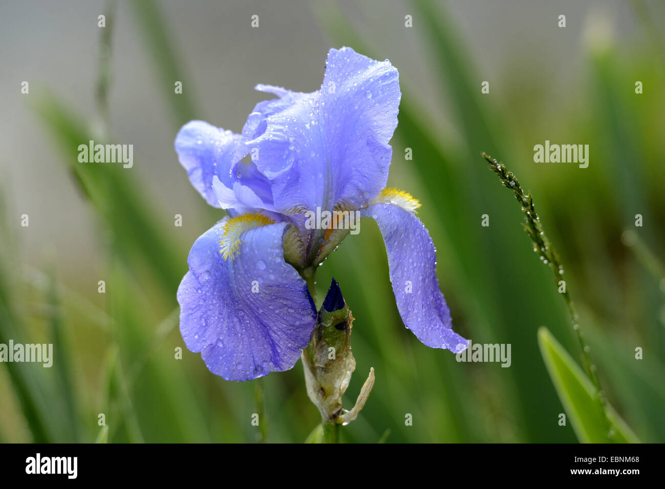 Garden iris, German iris, Bearded iris, Fleur-de-lis (Iris germanica ...