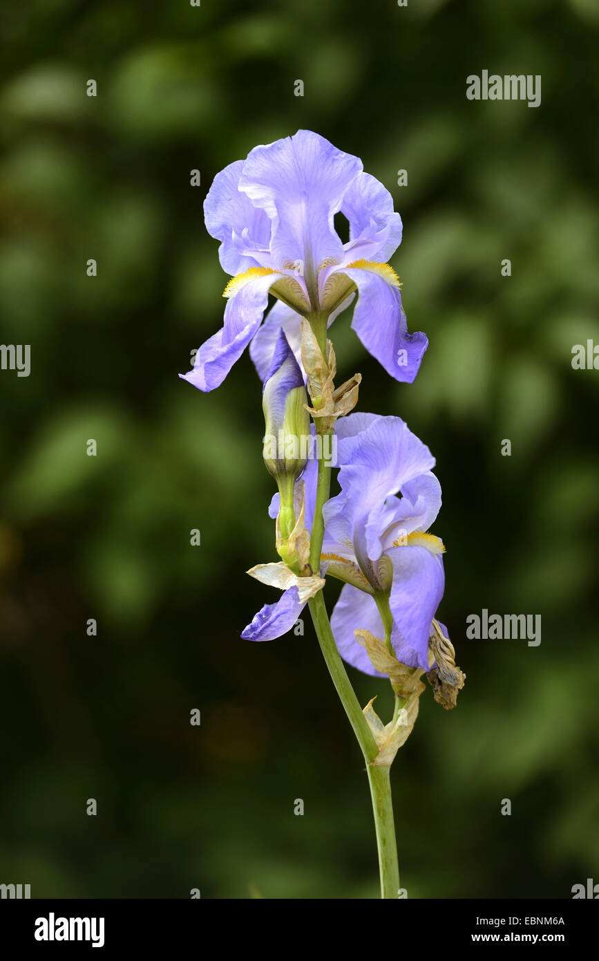 Lis herb hi-res stock photography and images - Alamy