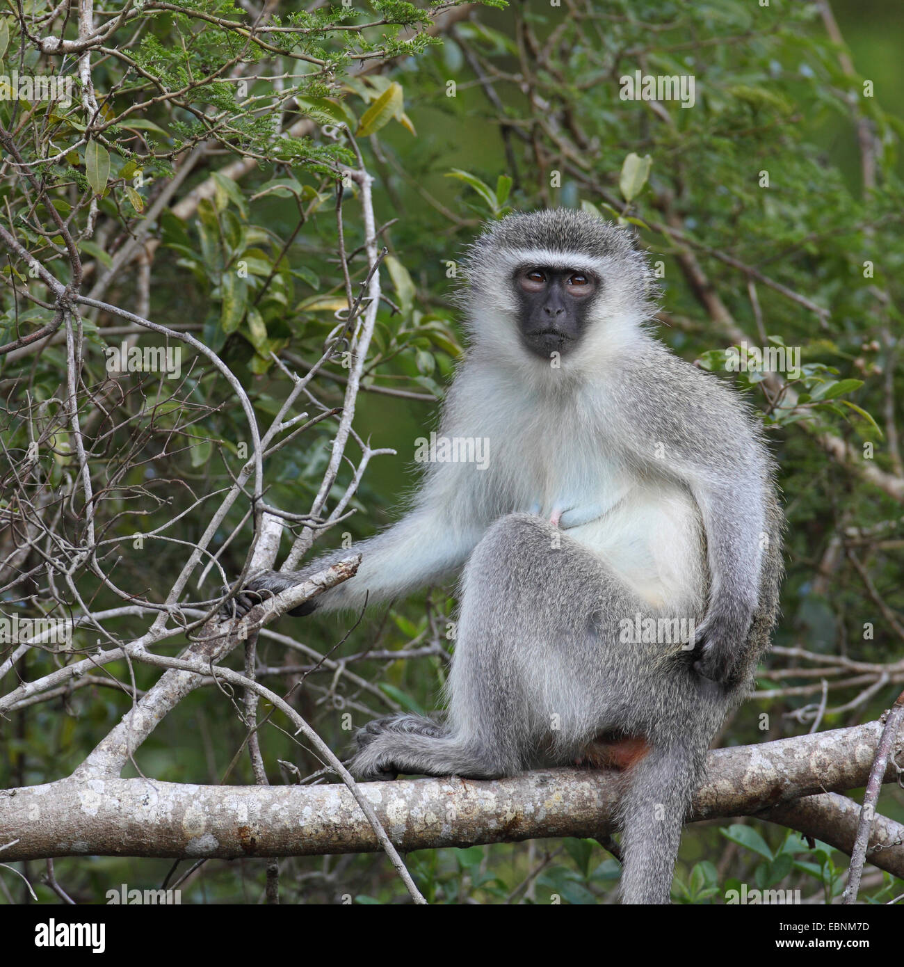 Grivet monkey, Savanna monkey, Green monkey, Vervet monkey ...