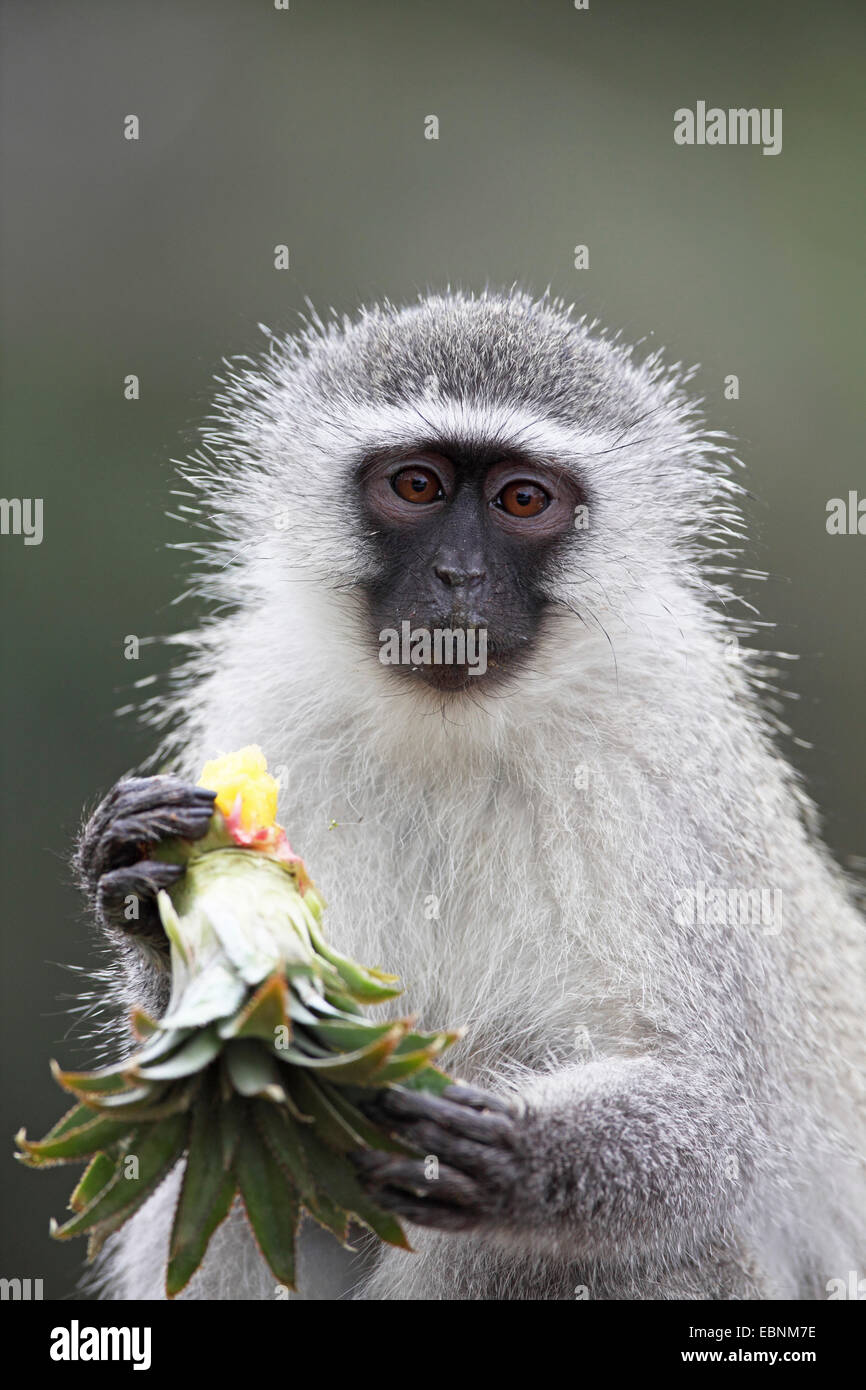 Grivet monkey, Savanna monkey, Green monkey, Vervet monkey ...