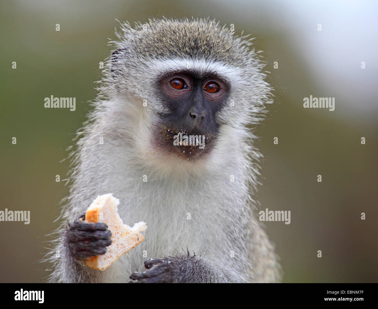 Grivet monkey, Savanna monkey, Green monkey, Vervet monkey ...