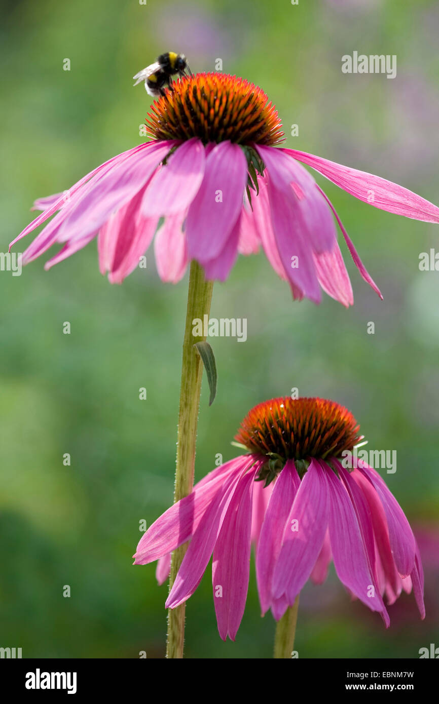 eastern purple coneflower (Echinacea purpurea), blooming Stock Photo ...