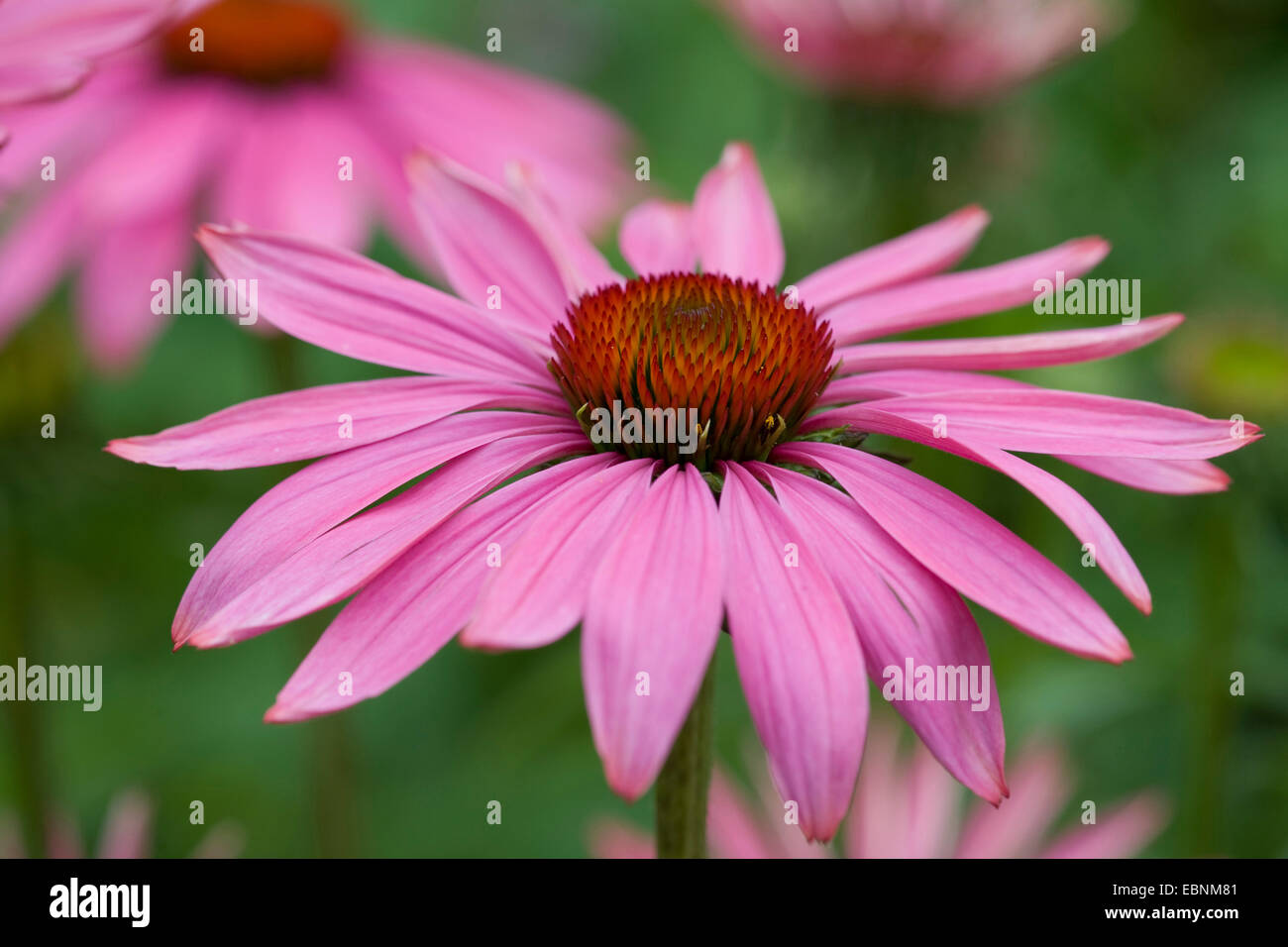 eastern purple coneflower (Echinacea purpurea), blooming Stock Photo ...
