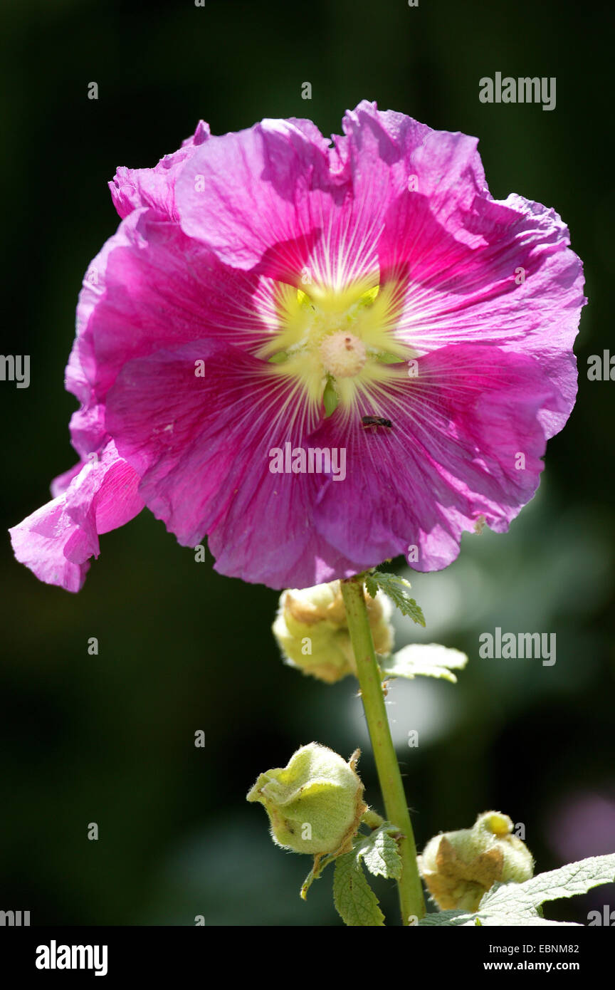 hollyhock (Althaea rosea), blossom Stock Photo - Alamy