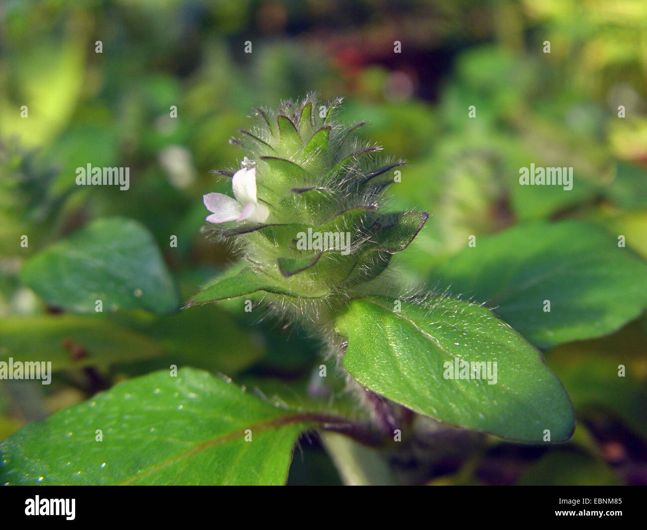 Nelsonia (Nelsonia canescens), blooming Stock Photo - Alamy