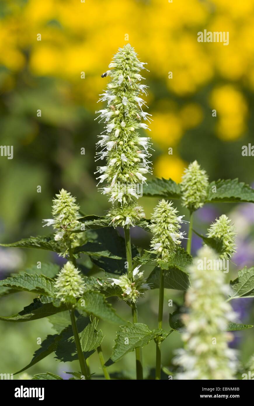 giant hyssop, nettle leaf giant hyssop (Agastache urticifolia ...