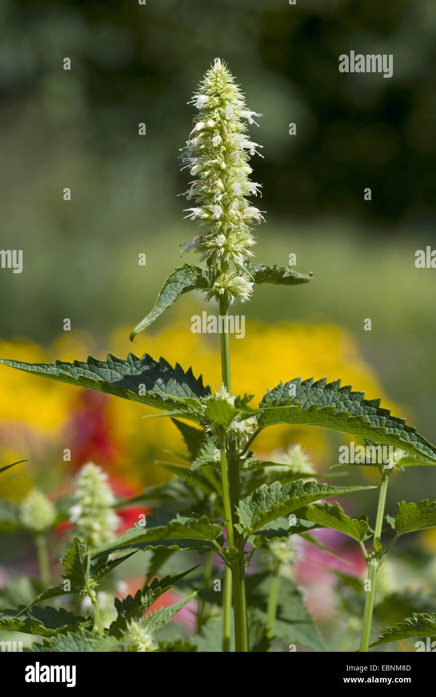 giant hyssop, nettle leaf giant hyssop (Agastache urticifolia ...