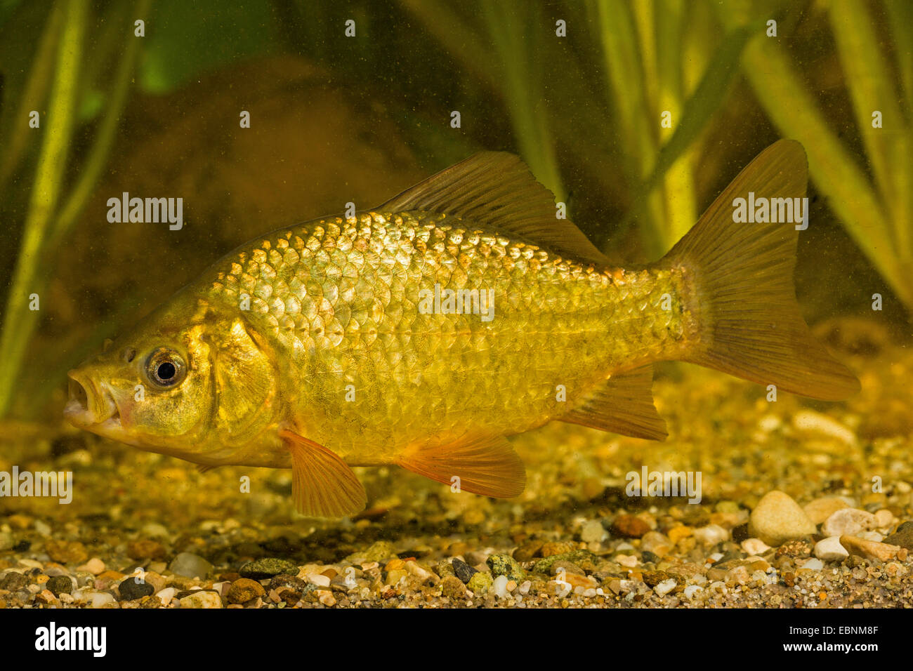 Crucian carp (Carassius carassius), swimming Stock Photo - Alamy
