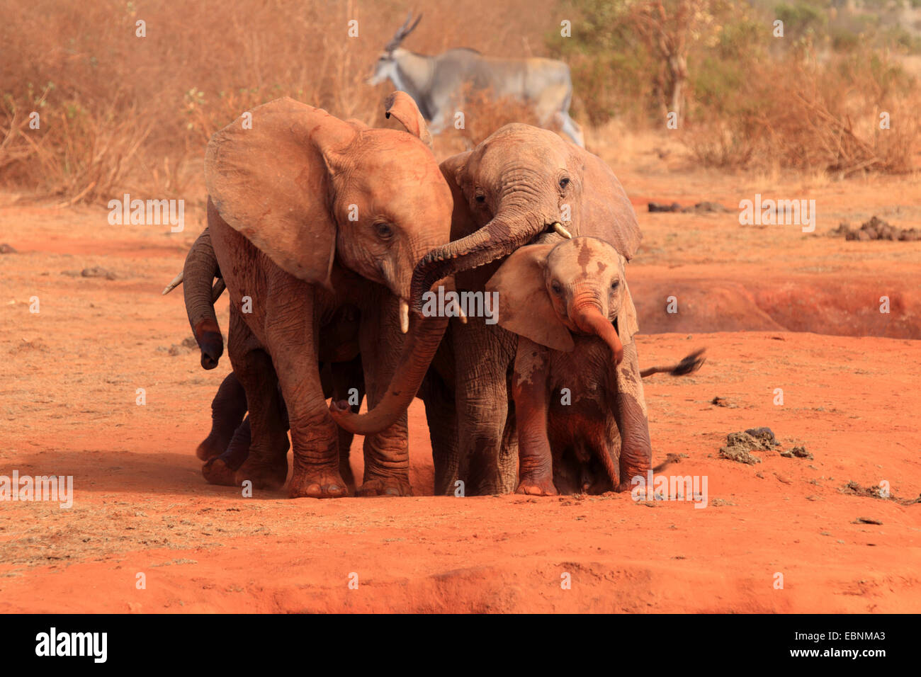 African elephant (Loxodonta africana), three elephant calves playing ...