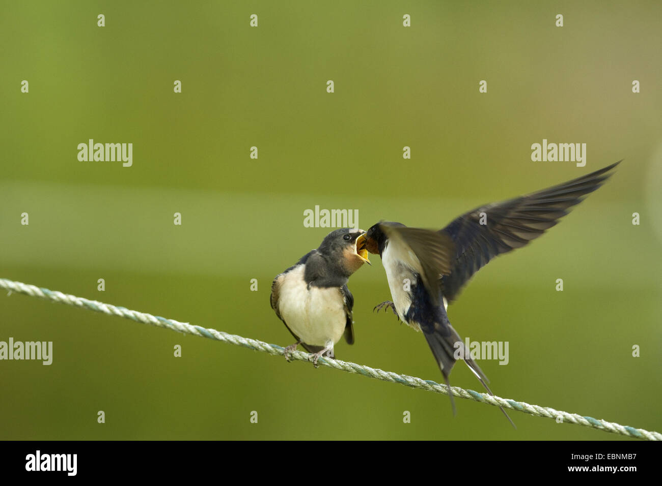 barn swallow (Hirundo rustica), adult landing on a wire for feeding its ...