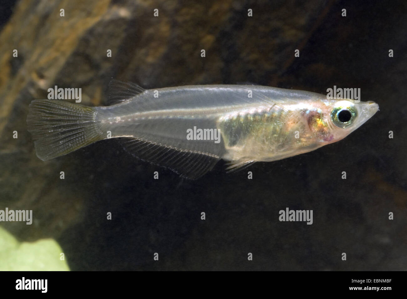Ricefish hi-res stock photography and images - Alamy