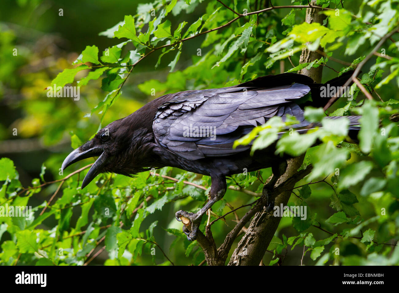 common raven (Corvus corax), calling raven on a branch, Switzerland ...