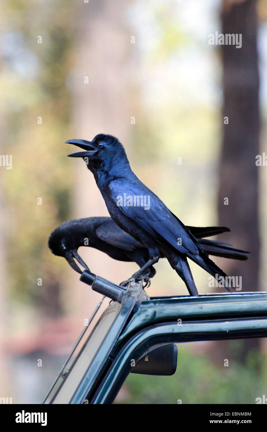 Indian jungle crows hi-res stock photography and images - Alamy