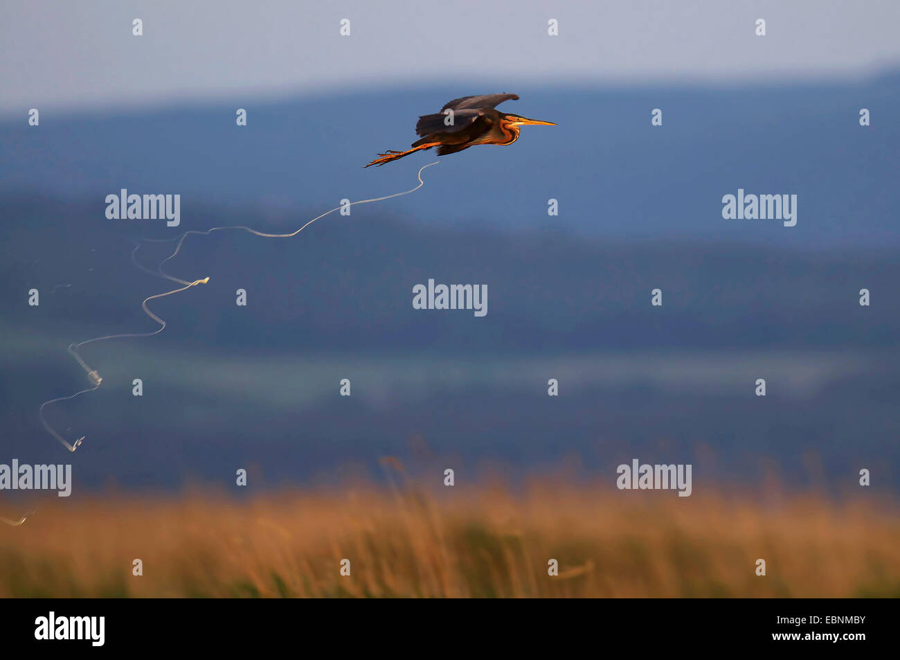 purple heron (Ardea purpurea), pooping in flight, Austria, Burgenland ...