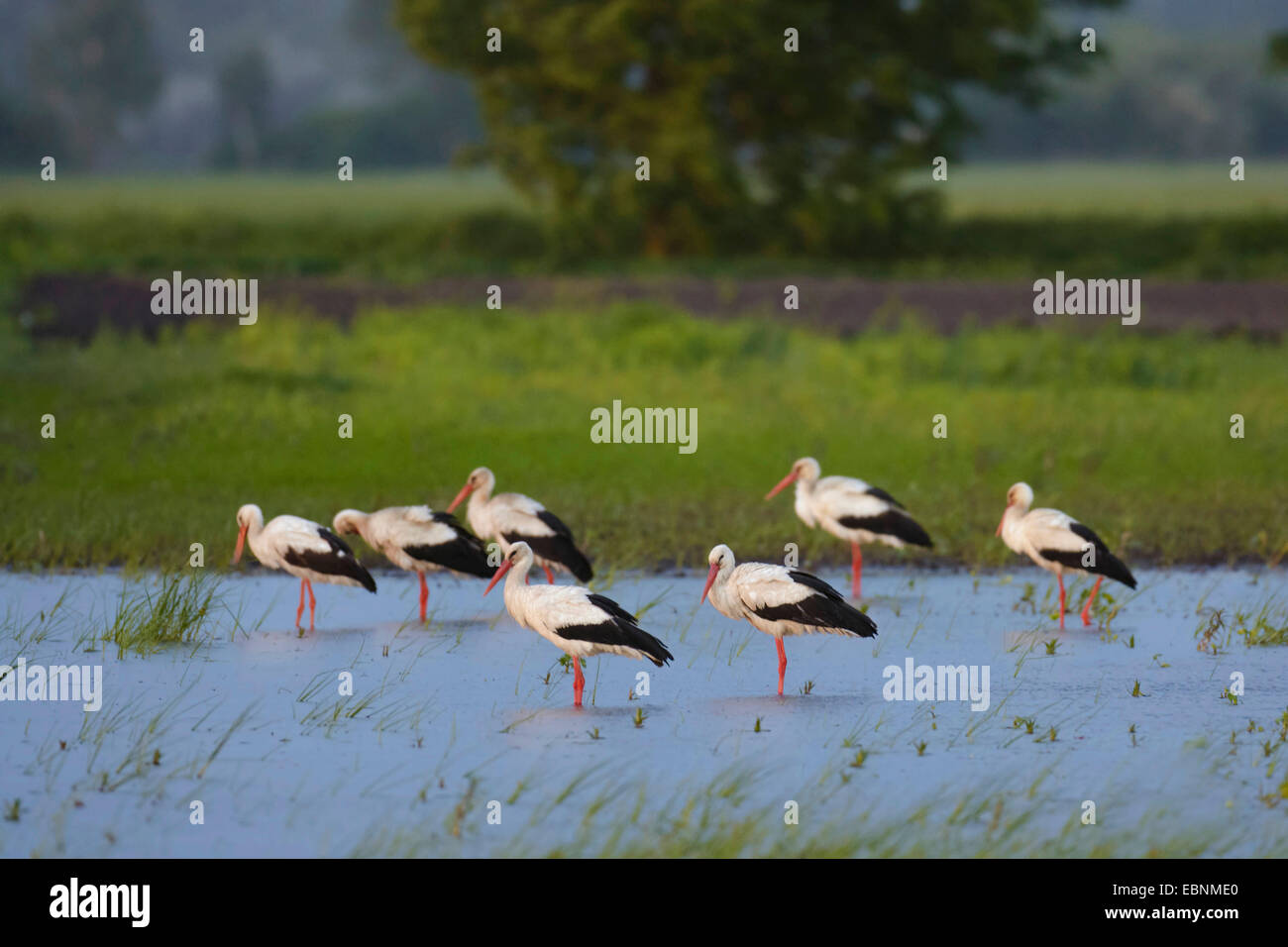 Stork group hi-res stock photography and images - Alamy