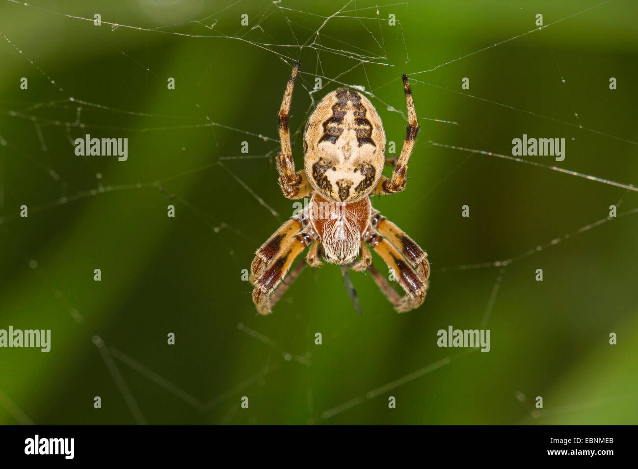 Furrow orbweaver (Larinioides cornutus, Araneus cornutus), in its web ...