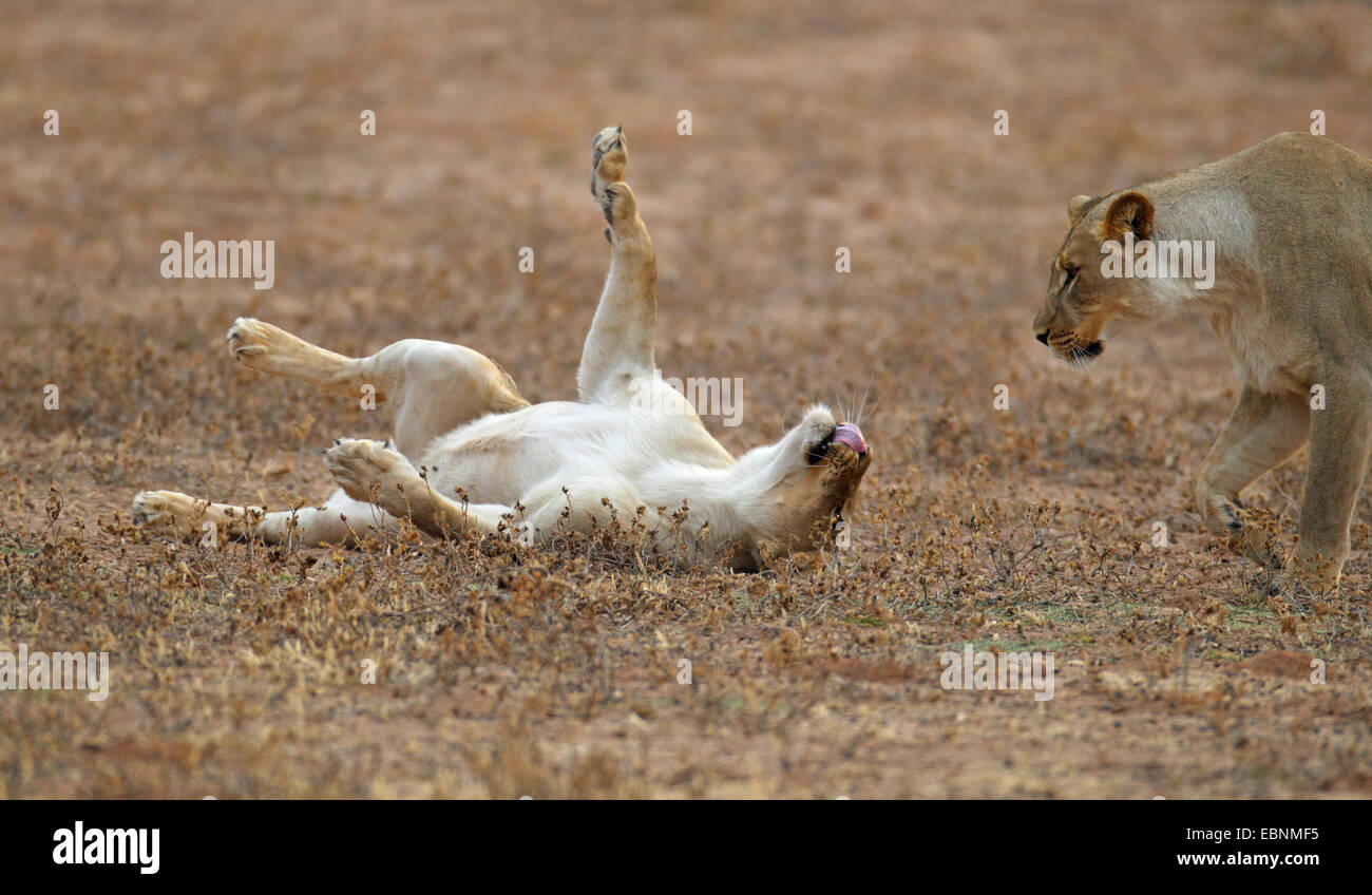 Lion lying on back hi-res stock photography and images - Alamy
