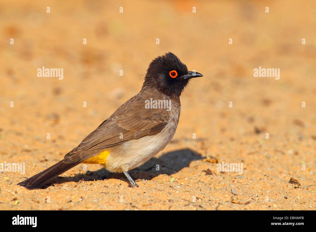 red-eyed bulbul (Pycnonotus nigricans), sits on the ground, South ...