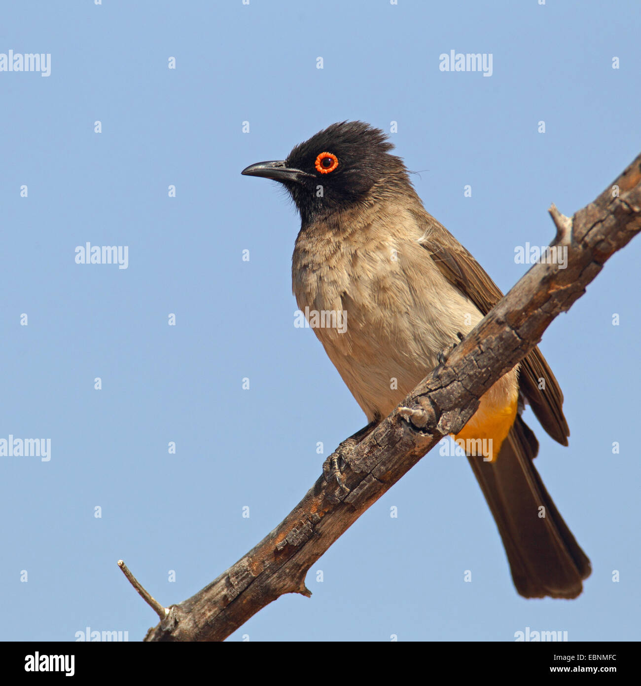 Bulbul bulbuls bird birds animal animals africa african wildlife nature ...