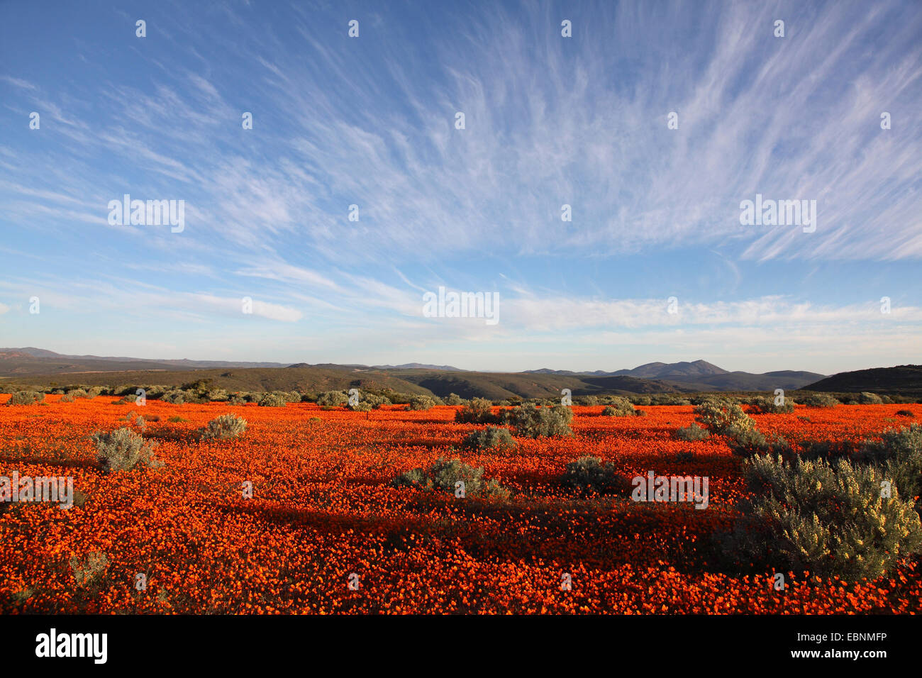 Namaqualand daisy, Cape marigold (Dimorphotheca sinuata), large-area ...