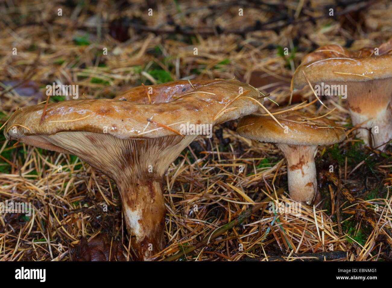 Brown roll-rim, Common roll-rim, Poison pax (Paxillus involutus), three ...