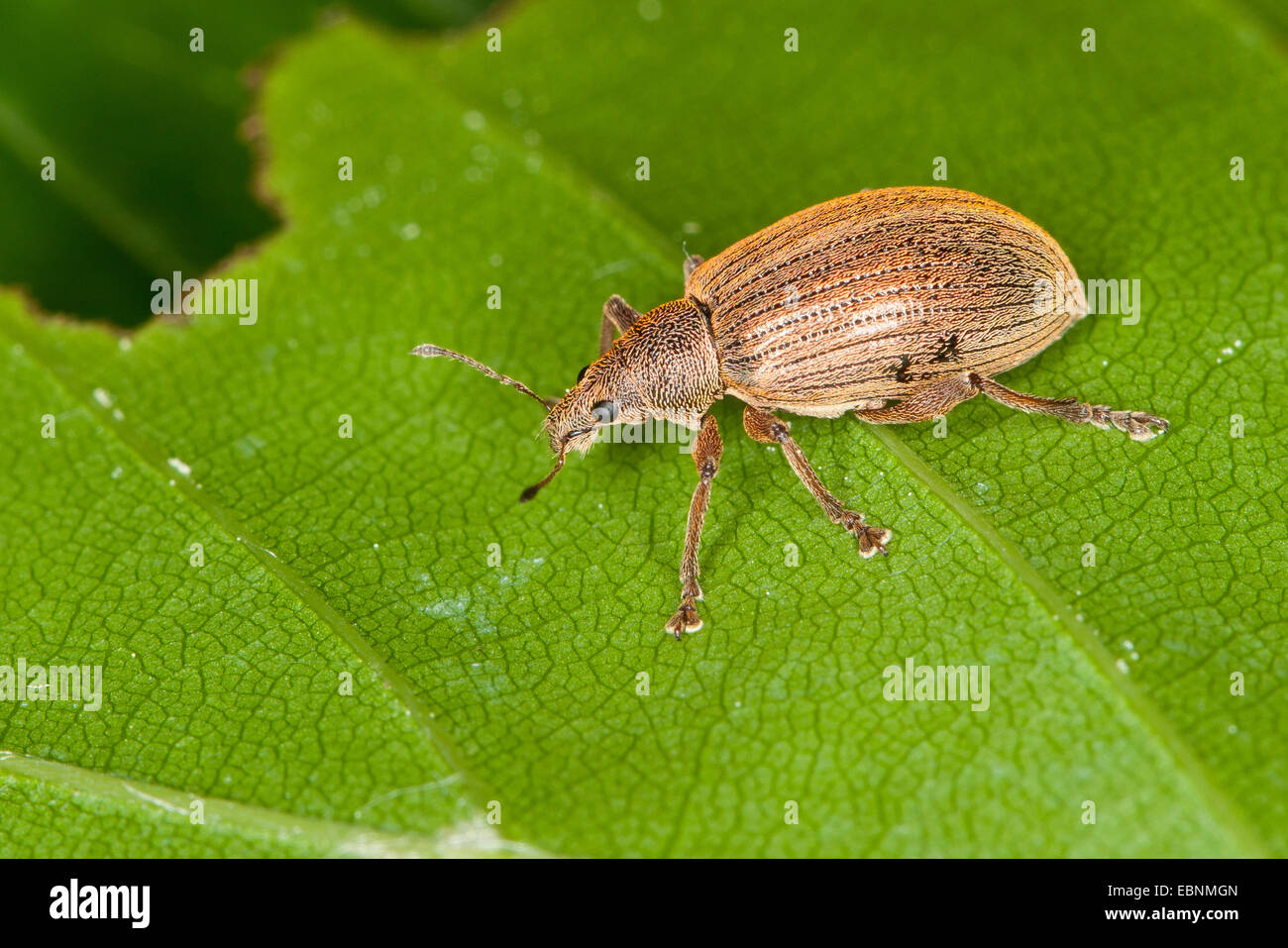 Weevil (Polydrusus mollis), on a leaf, Germany Stock Photo - Alamy